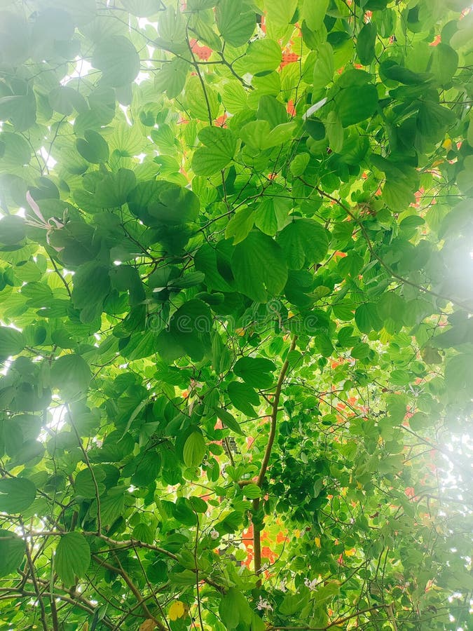 Shady Leaves that Provide Shade and Coolness Stock Photo - Image of ...