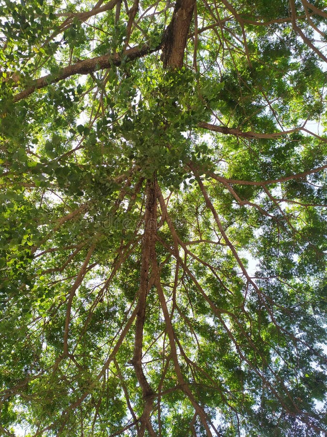 Shady leaves for shelter stock photo. Image of leaf - 254364040