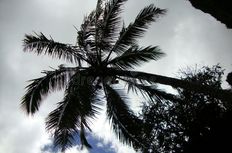 Shady palm tree stock photo. Image of tree, clouds, shady - 159017712