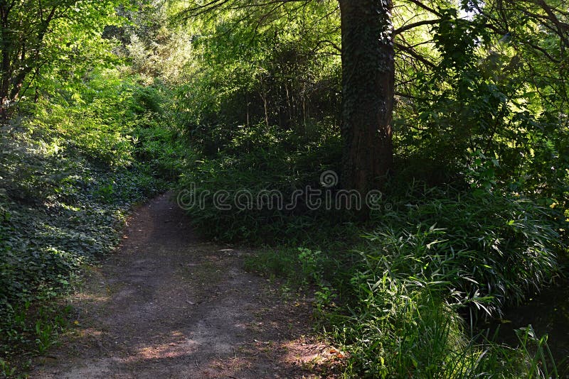 Shady Park Pathway Under Coniferous Tree and Dense Shrubs, Some Young ...