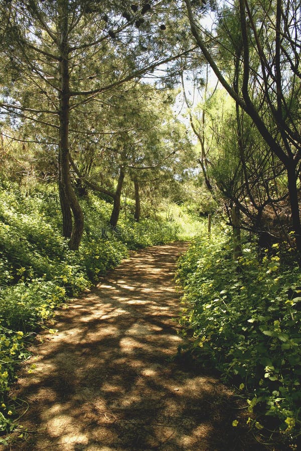 Shady Path stock image. Image of leaves, tree, walk, path - 655997