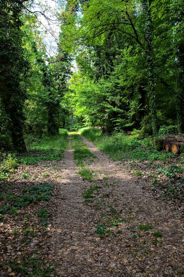 Shady Path Bordered by Trees in a Park in the Italian Countryside Stock ...