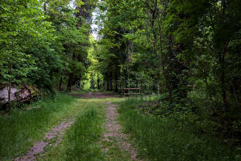 Shady Path Bordered by Trees in a Park in the Italian Countryside Stock ...