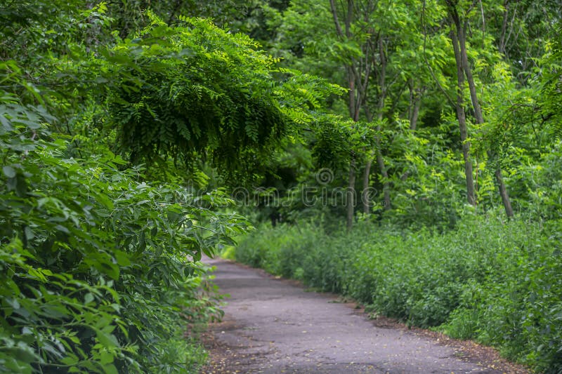 A shady path. stock photo. Image of green, undefined - 387008346