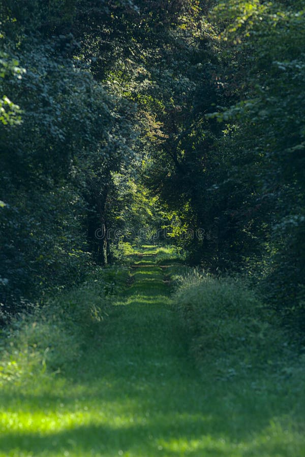 Shady Path in a Forest in the Countryside in Late Summer Stock Image ...