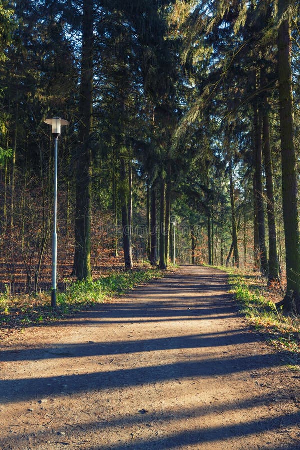 A shady path in the forest stock image. Image of green - 107918673