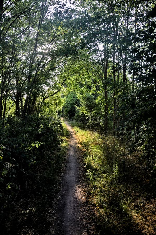 Shady Path in a Grove in the Countryside Lit by the Sun at Sunset Stock ...