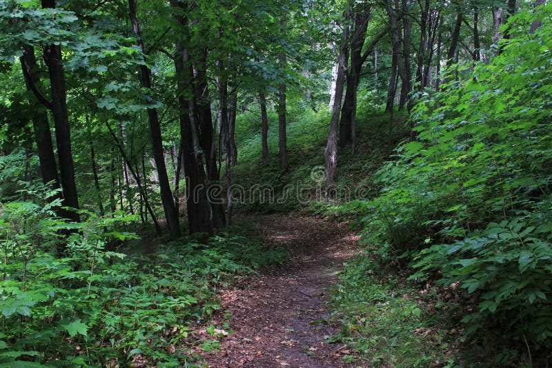 Shady path in the Park stock photo. Image of shady, park - 178512060