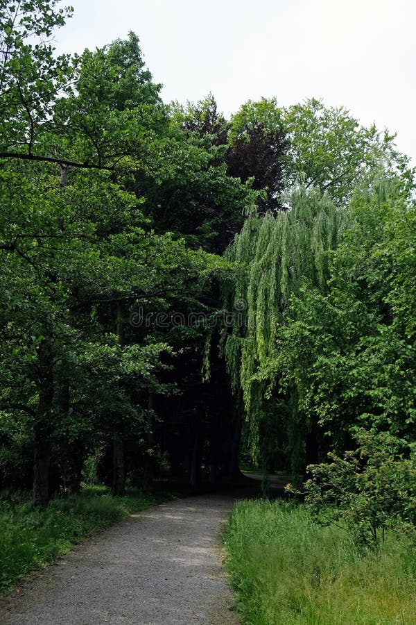 Shady Path through a Park in the Springtime Stock Image - Image of ...