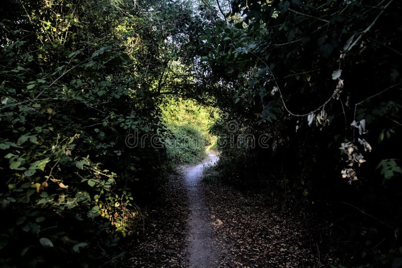 Shady Path with Trees Arching on it in the Countryside at Sunset Stock ...