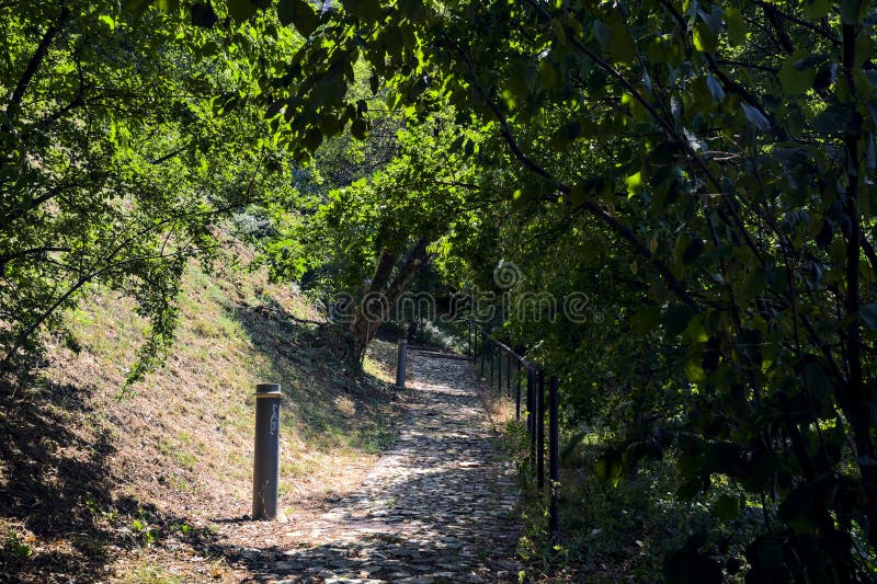 Shady Path with Trees Arching on it in a Park Stock Photo - Image of ...