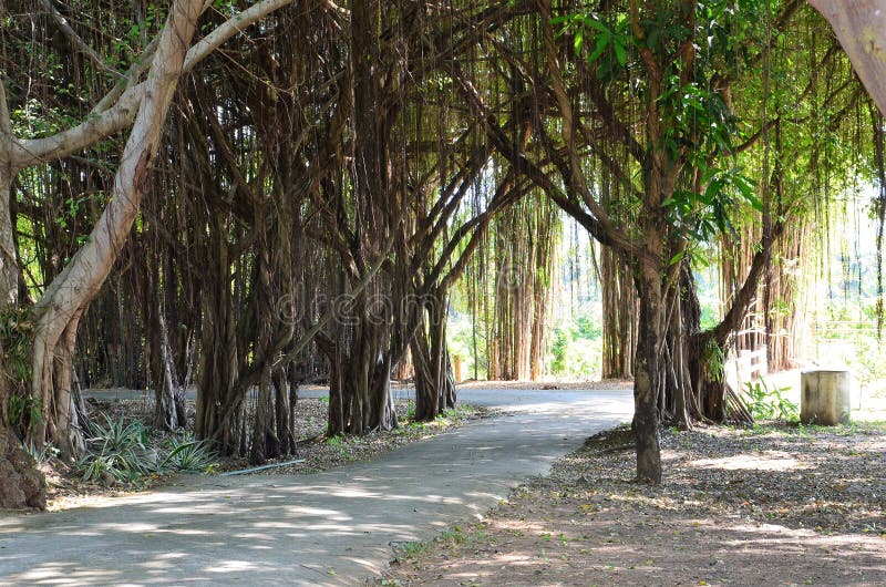 Shady Path Trees Thailand 2 Stock Photos - Free & Royalty-Free Stock ...