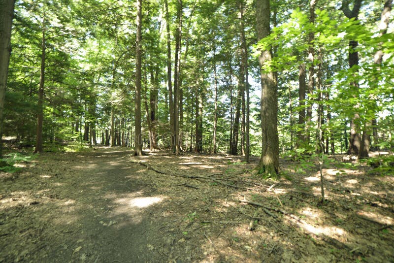Shady Pathway in the Forest Stock Image - Image of branches, vegetation ...