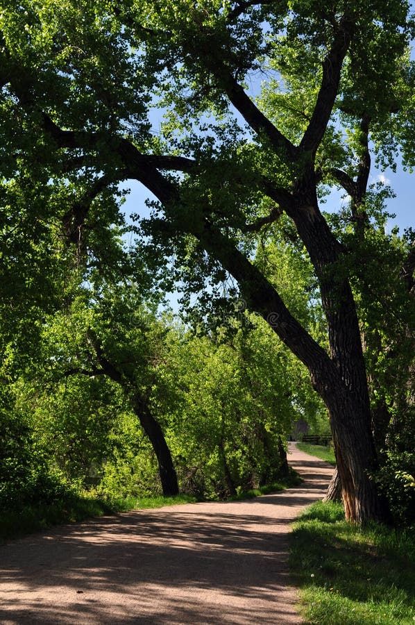 Shady Pathway stock image. Image of shady, shaded, cottonwood - 41136001
