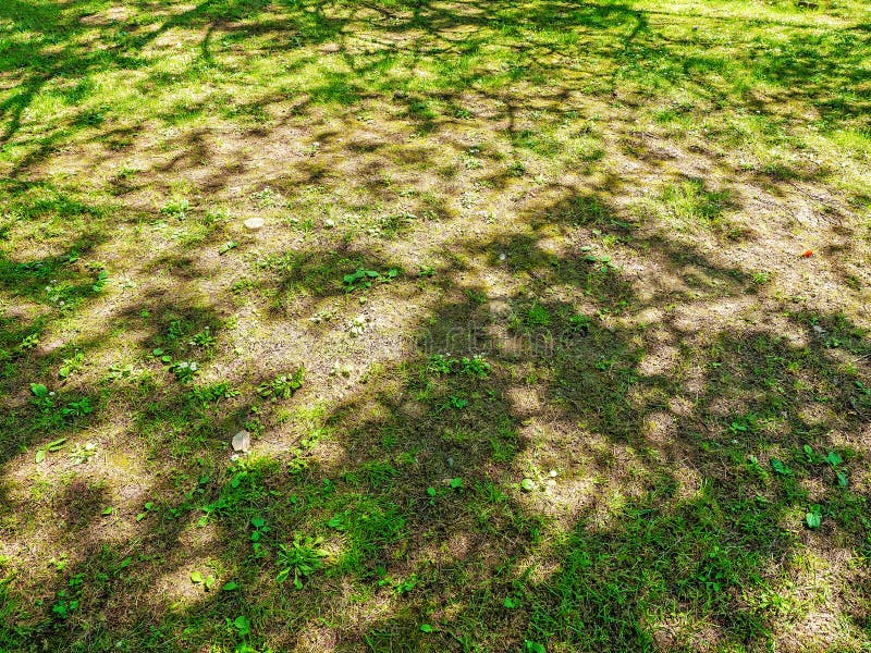 Shady Pattern on the Ground with Short Grass. Full Screen Photo Stock ...