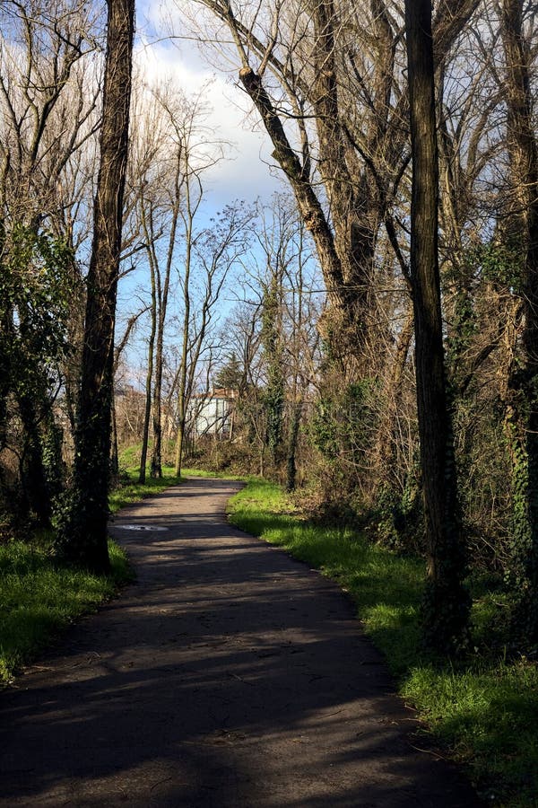 Shady Paved Path in a Grove in Winter in the Italian Countryside Stock ...
