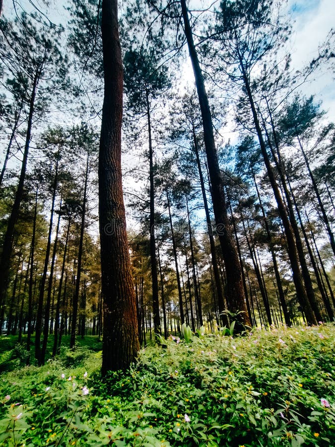 Shady Pine Forest and Wild Plant Around Stock Photo - Image of plant ...