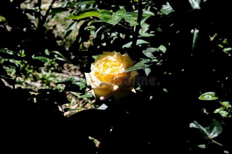Shady Place for Yellow Rose Stock Photo - Image of yellow, leaf: 249242380