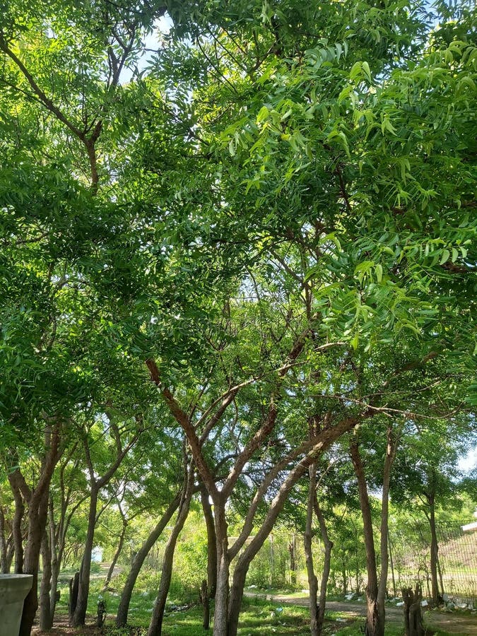 Shady and refreshing trees stock image. Image of trees - 283596075
