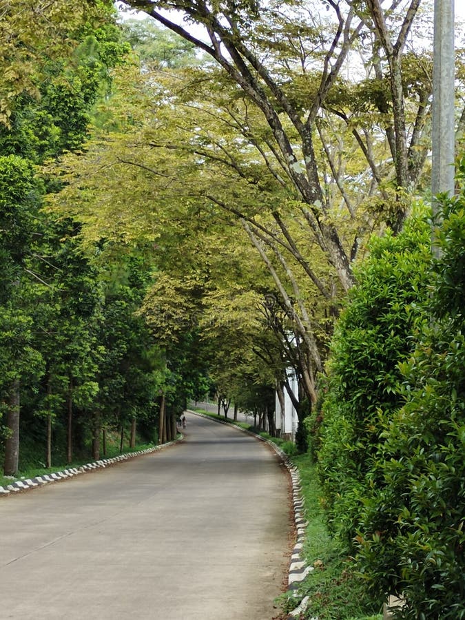 The Shady Road Full of Trees Stock Image - Image of nature, woodland ...