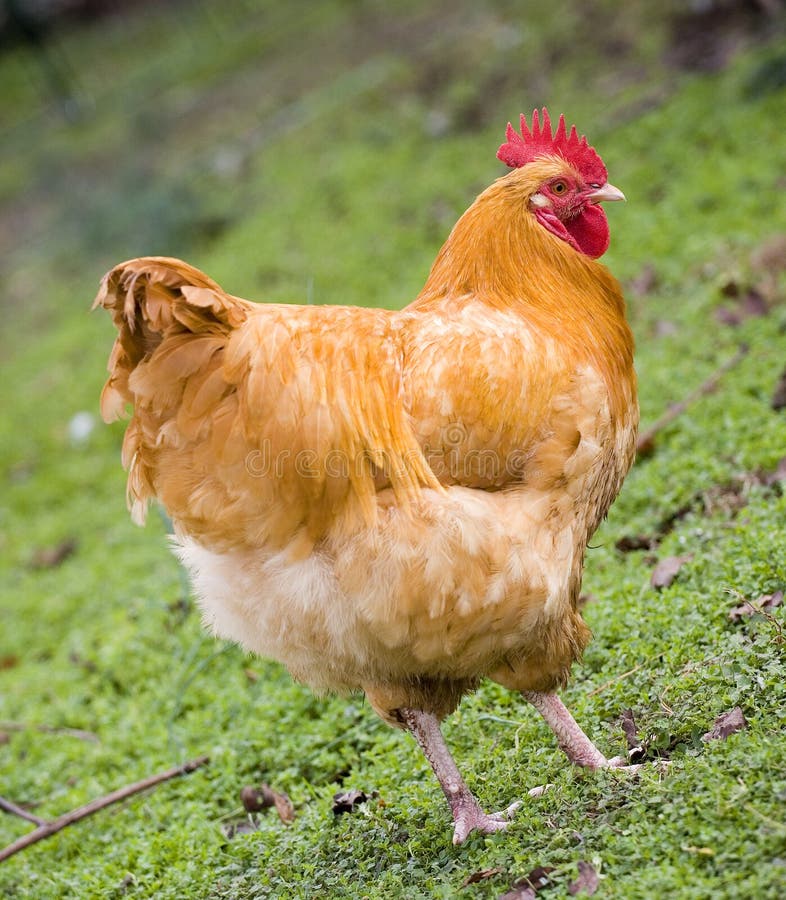 Shady rooster stock image. Image of green, grass, wings - 22639679