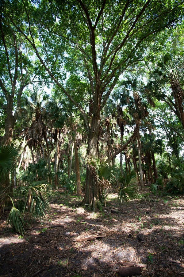 Shady Spot stock photo. Image of leaves, florida, green - 34341016