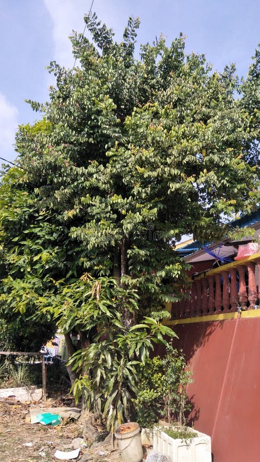 A Shady Star Fruit Tree Growing in Front of the House Stock Image ...