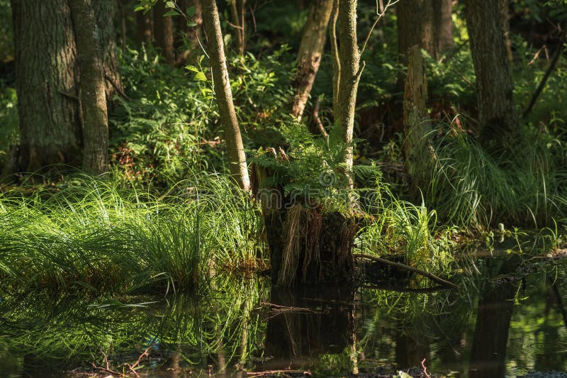 Shady Swamp, Forested Wetland with Sedge and Stump Stock Image - Image ...