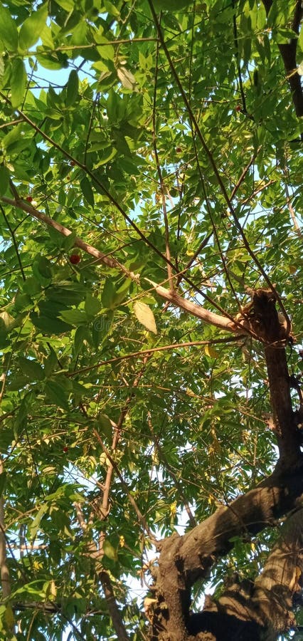 The Shady Tree is Bearing Fruit, the Fruit is Small but Very Sweet ...