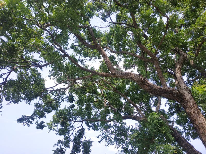 Shady Tree Branches on a Hot Day. Stock Image - Image of fruit ...