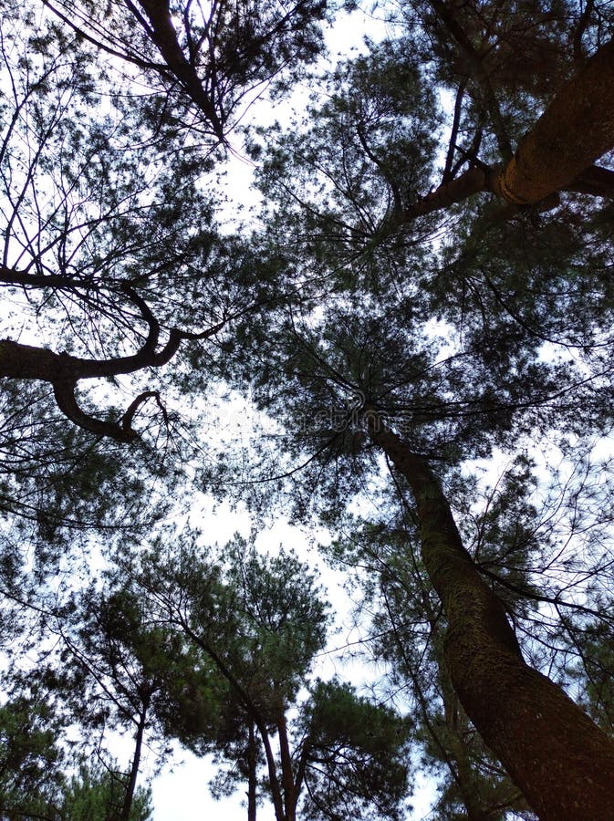 Shady tree stock image. Image of tree, green, cool, beauty - 208752023