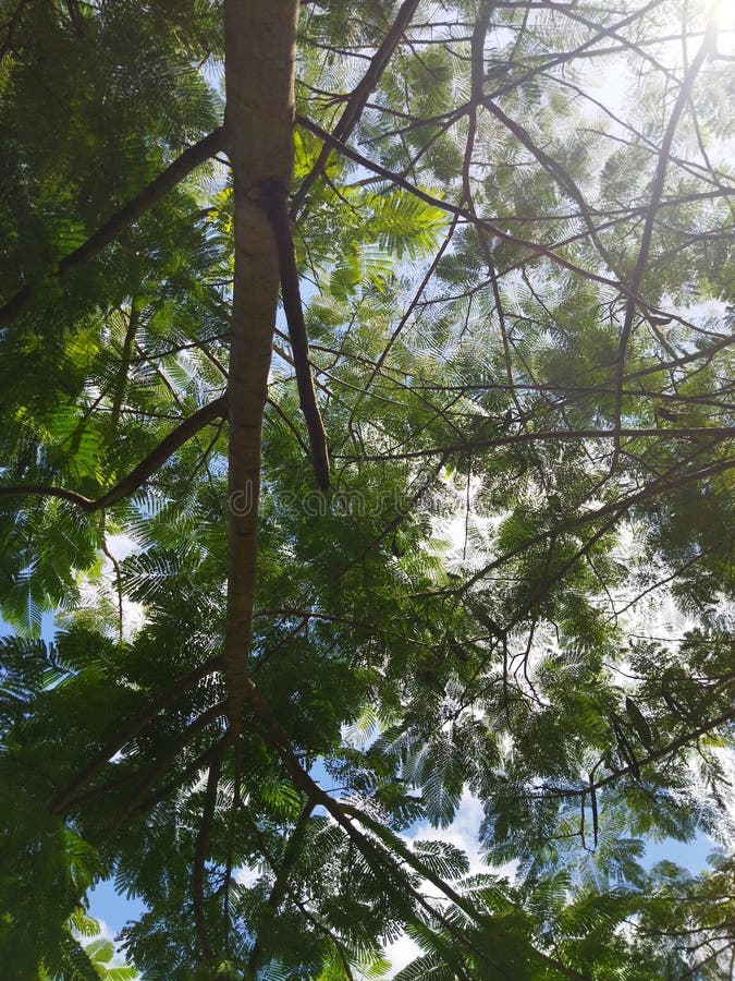 A Shady Tree during the Day with a Wide Trunk Stock Photo - Image of ...