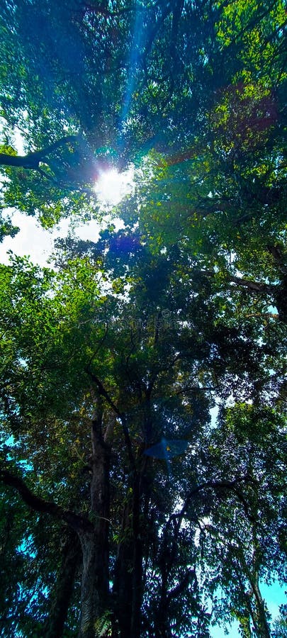 Shady tree in the forest stock photo. Image of sunlight - 261885098