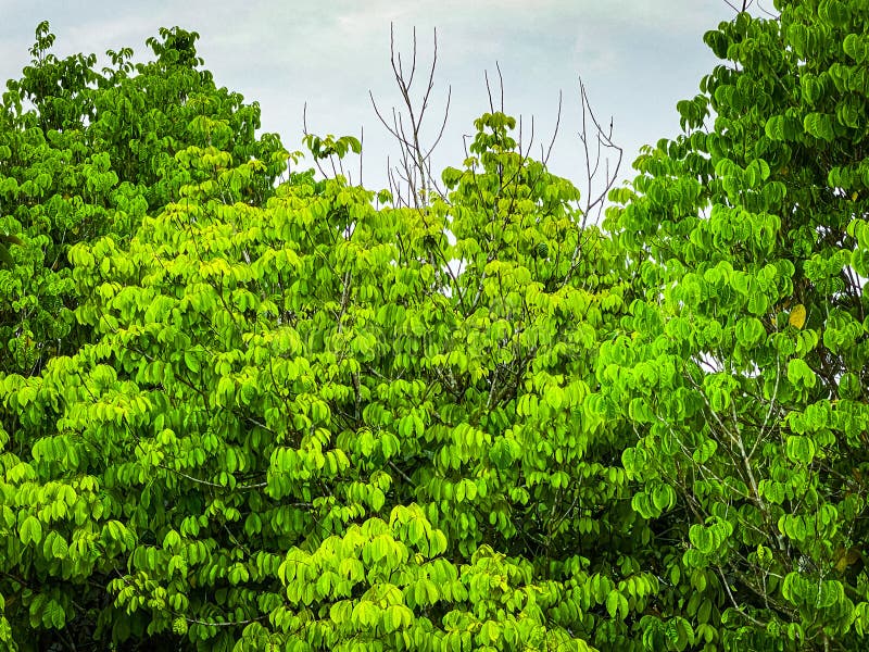 Nature, objects stock photo. Image of nature, tree, objects - 301675170