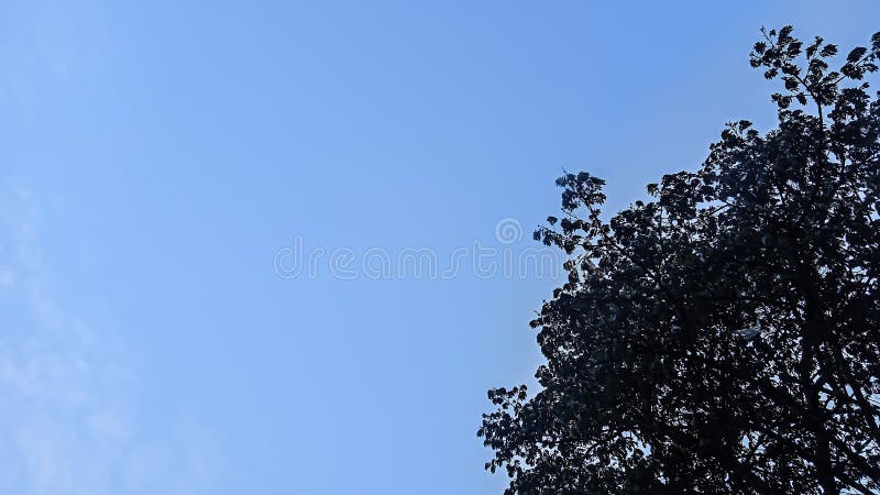 Shady Tree Leaves with Sky Background Stock Photo - Image of background ...