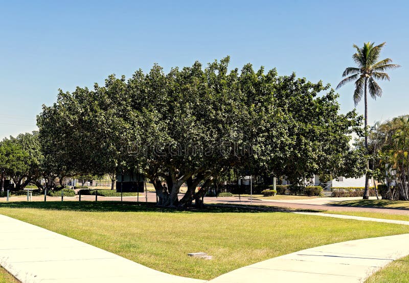 A shady tree in a park stock image. Image of spreading - 327145221