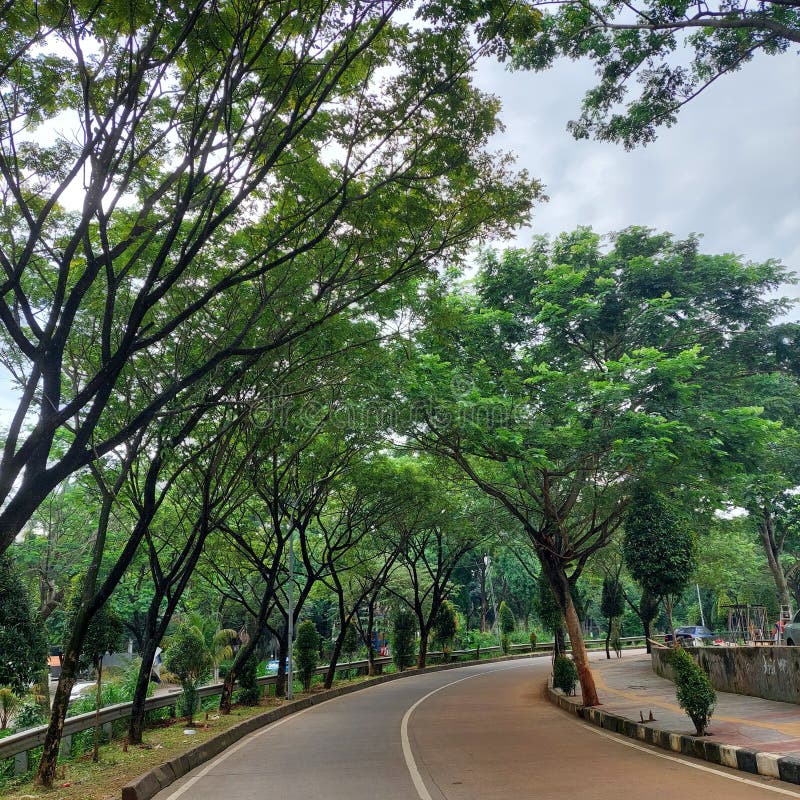 Shady Tree on the Side of the Road Stock Photo - Image of shrub, nature ...