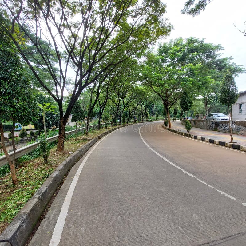 Shady Tree on the Side of the Road Stock Photo - Image of street, road ...