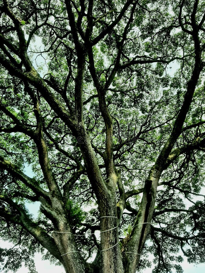 Shady tree stock photo. Image of trees, forest, jungle - 262043264