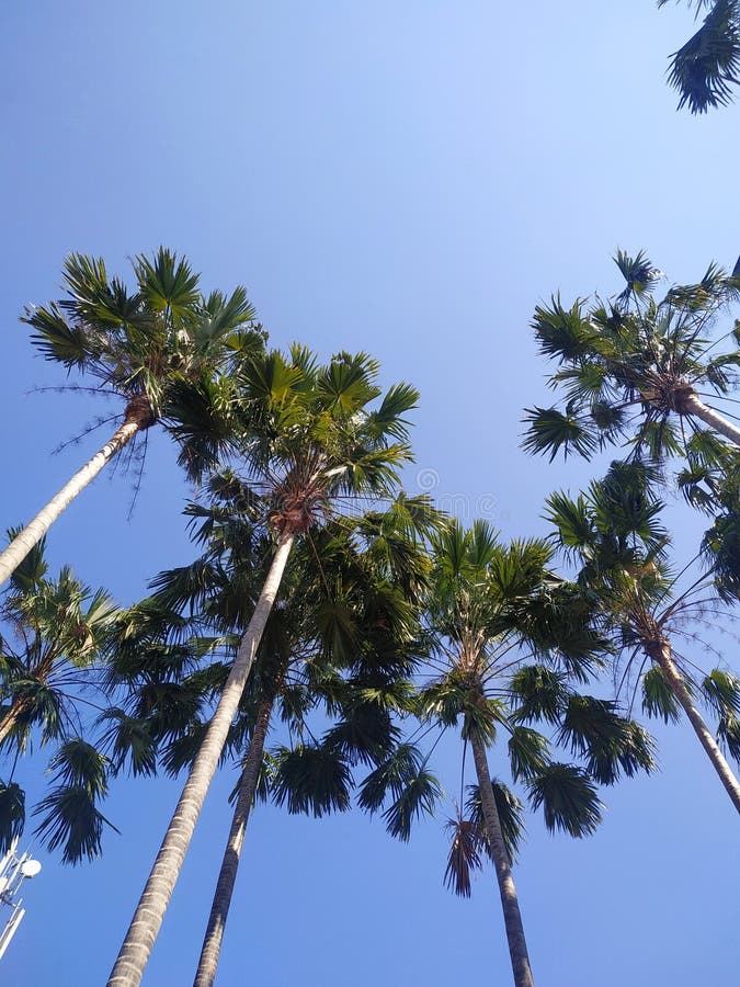 Shady tree Tropical stock image. Image of branch, tropical - 223134831