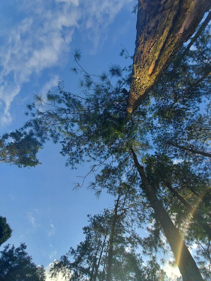 Shady Trees in the Forest Seen from Below Stock Photo - Image of light ...