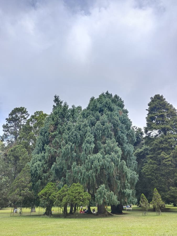 Shady Trees in the Bali Botanical Gardens Stock Image - Image of ...