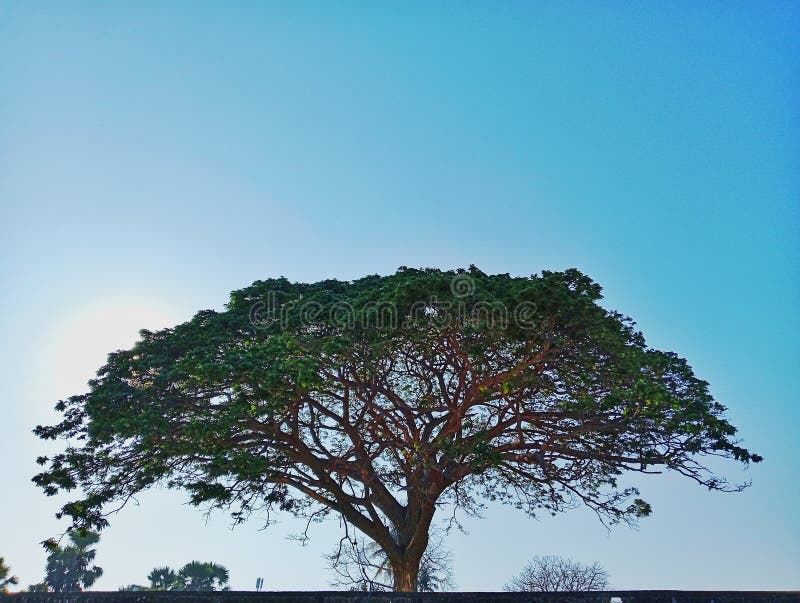 Shady trees on the beach stock photo. Image of trees - 296353946