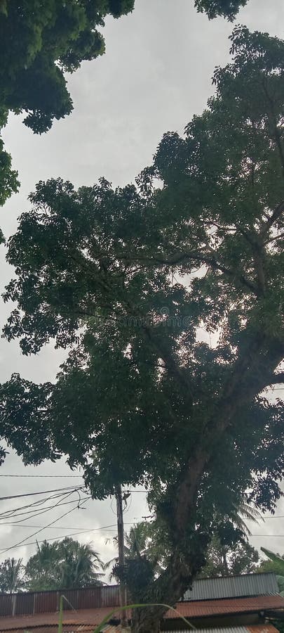 Shady Trees Blown by the Evening Breeze Stock Image - Image of blown ...