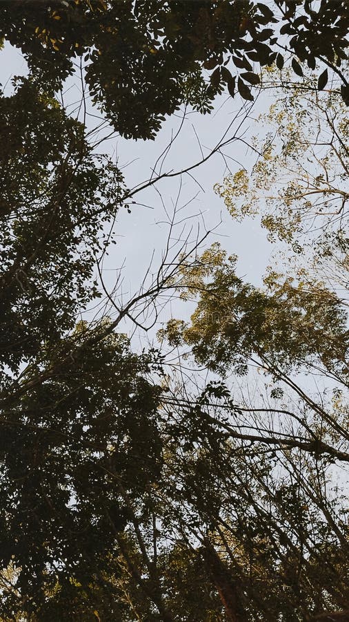 Shady Trees and Blue Sky View Stock Photo - Image of blue, view: 378754934