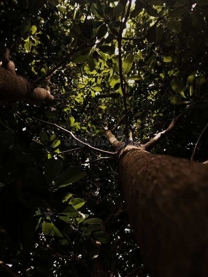 Shady Trees, Charming Pictures Stock Photo - Image of shady, charming ...