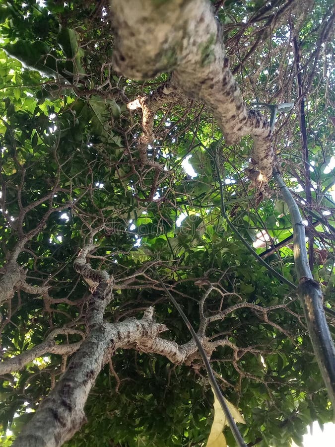 Shady Trees in the Cool and Cold Morning Stock Photo - Image of cool ...