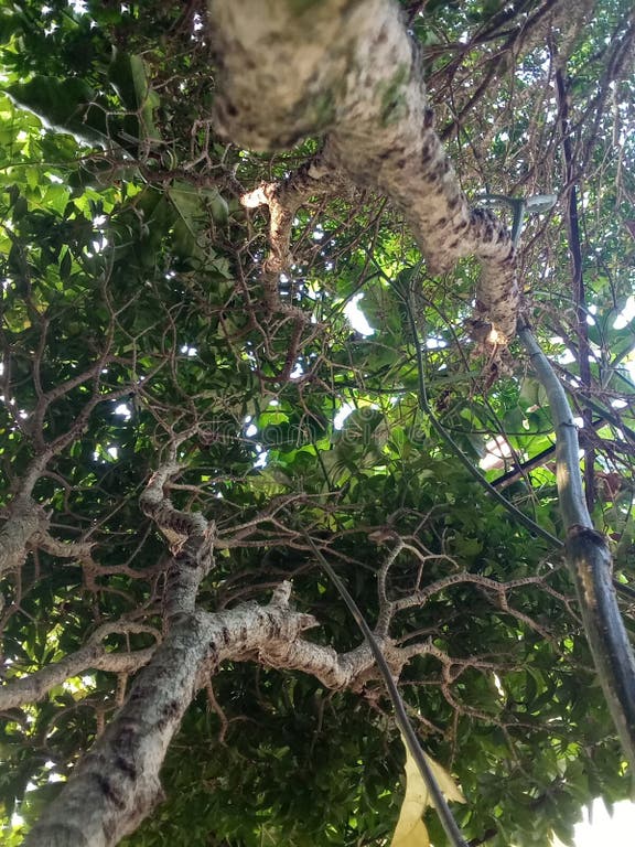 Shady Trees in the Cool and Cold Morning Stock Photo - Image of cool ...