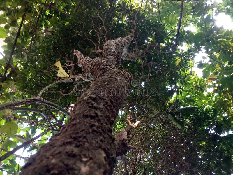Shady Trees in the Cool and Cold Morning Stock Image - Image of cold ...