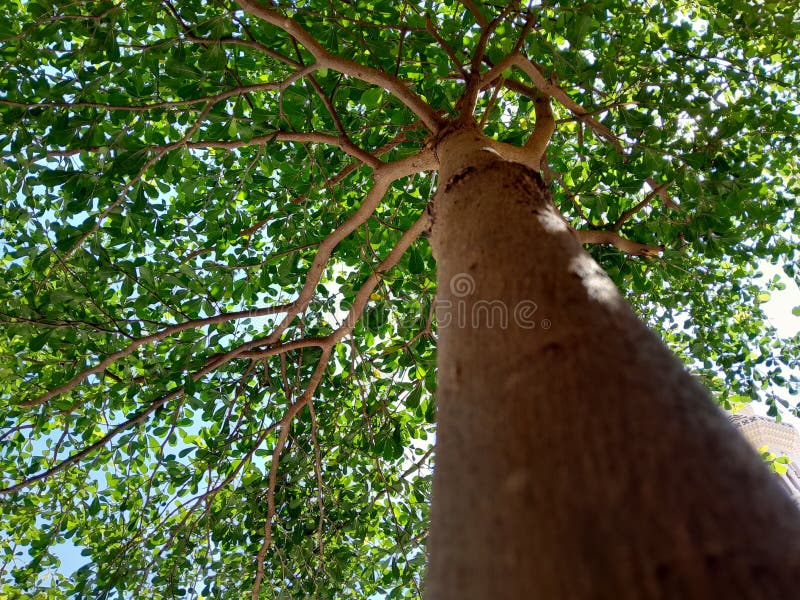 Shady Trees that Cool from the Sun Stock Photo - Image of trees, cool ...